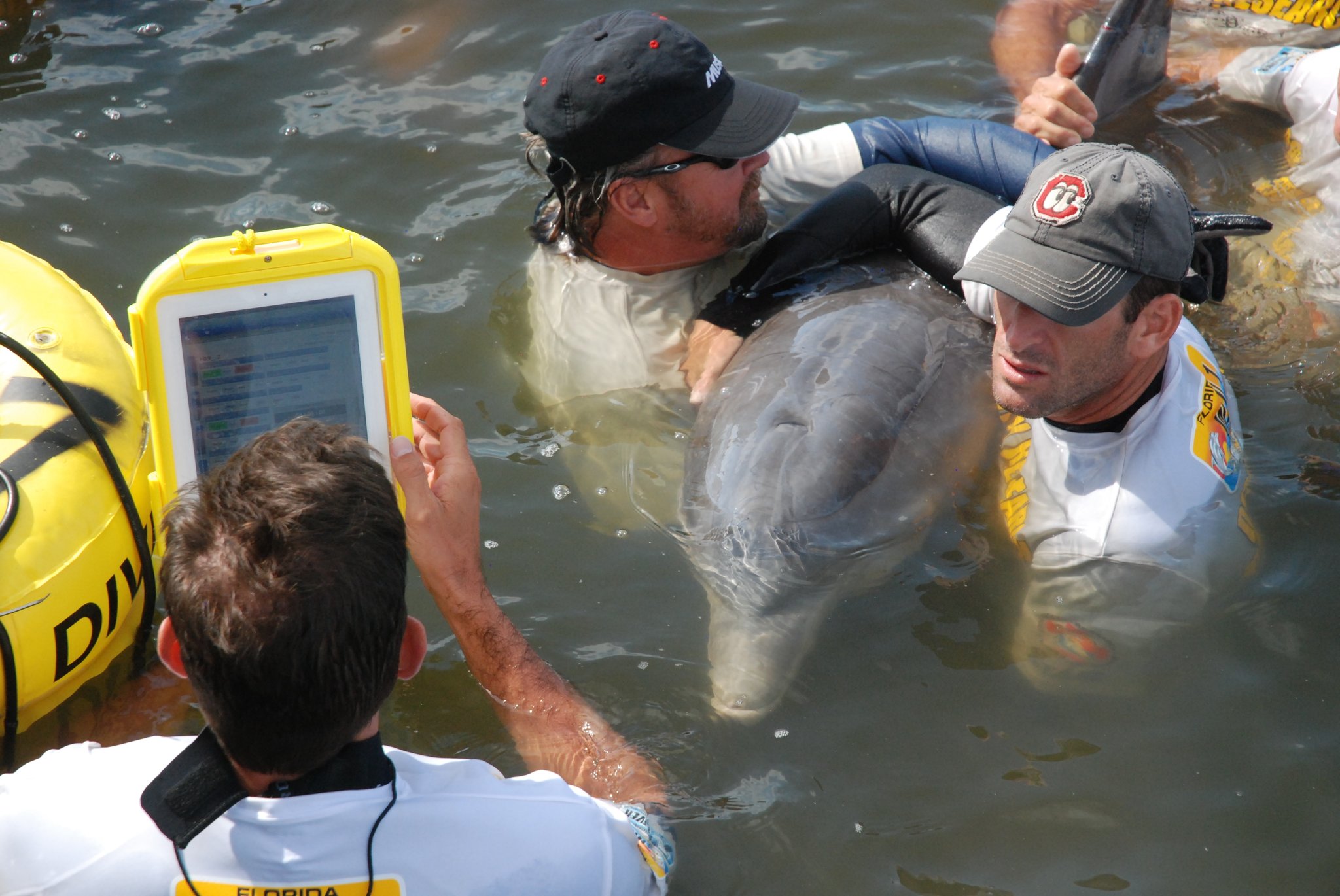 Alpha Software | Case Study: Oerca Animal Healthcare App